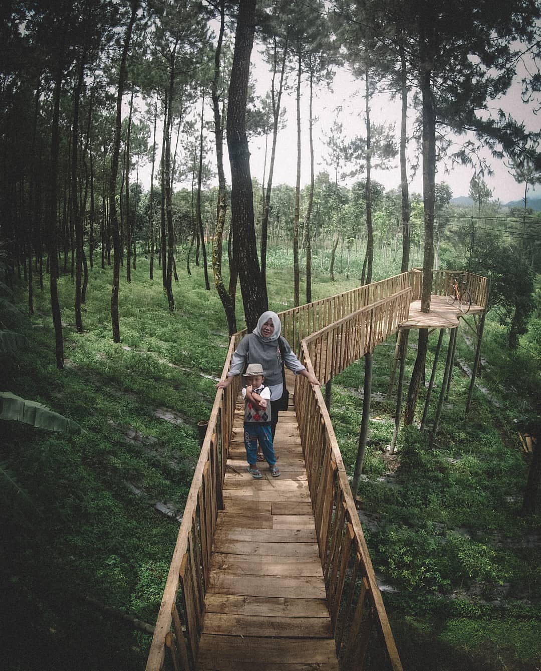 Hutan Pinus Semeru, Wisata Alam yang Suguhkan Banyak Spot Foto Menarik ...